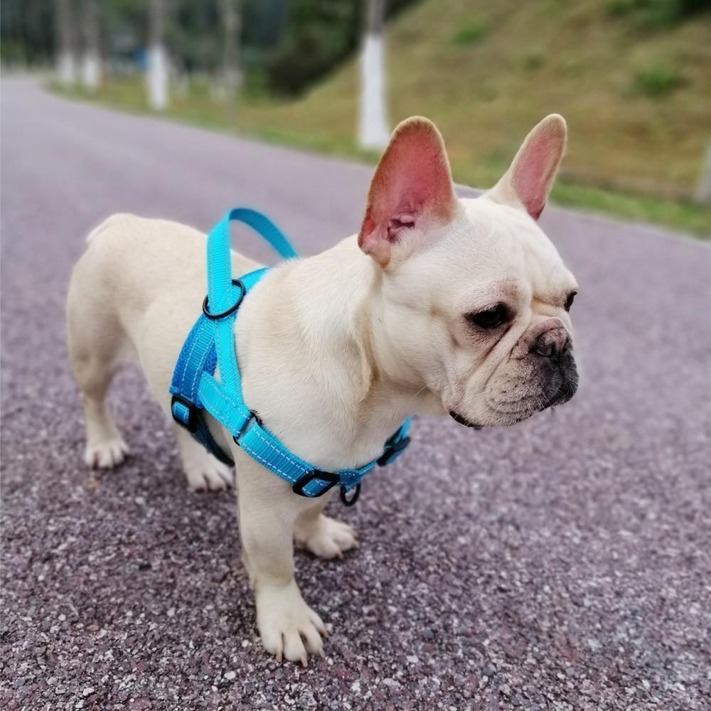 Dogfad Bi-Directional No Pull Harness | FancyPetTags.com